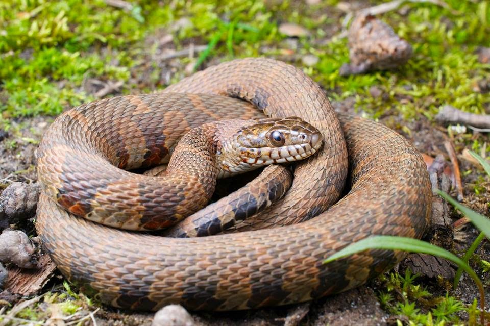 Herpedex: All the Herps I Have Seen In The Wild: Marsh Herping in ...