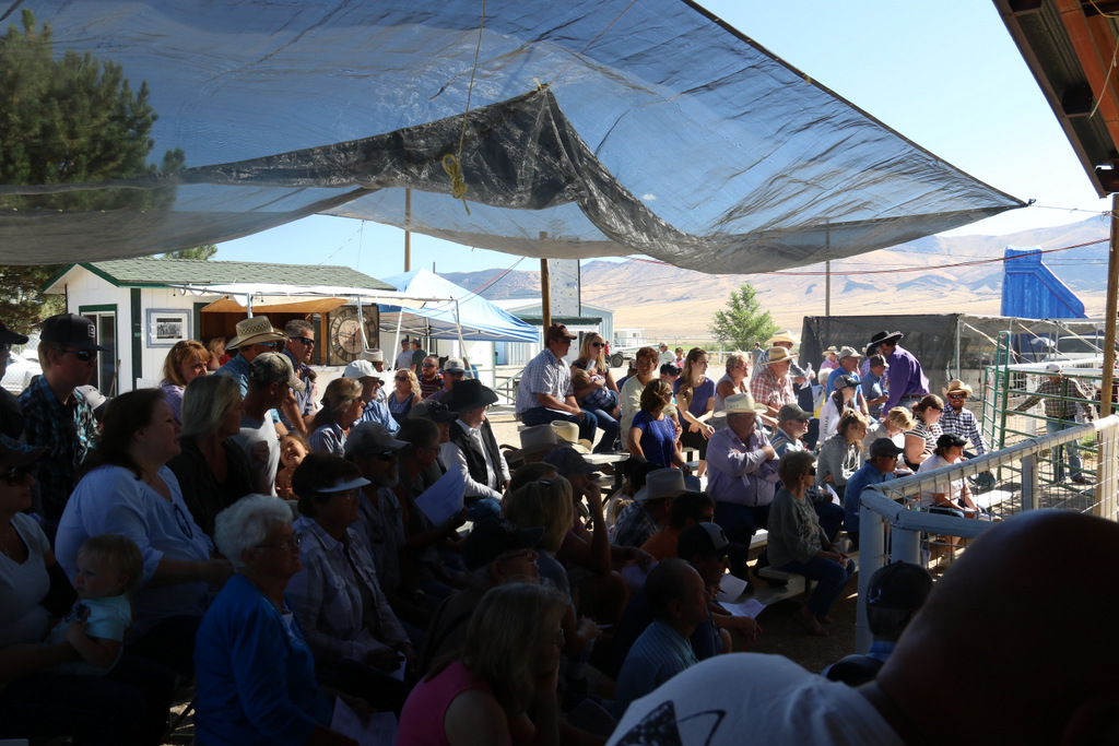 Desert Survivor: 2017 White Pine County Fair - Part 1: Livestock
