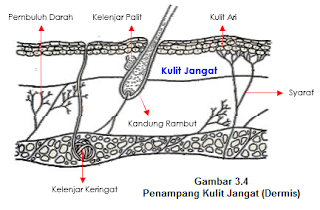 3 Lapisan Struktur Kulit : Kulit Ari (Epidermis), Kulit Jangat (Dermis ...