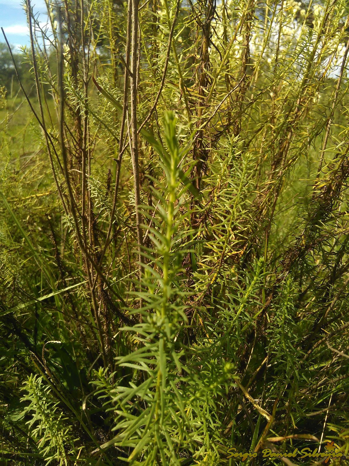 Flora Nativa de Entre Rios