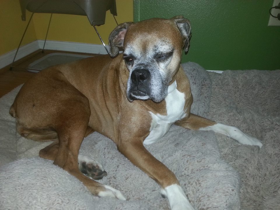 Second Chance Boxer Rescue Florida