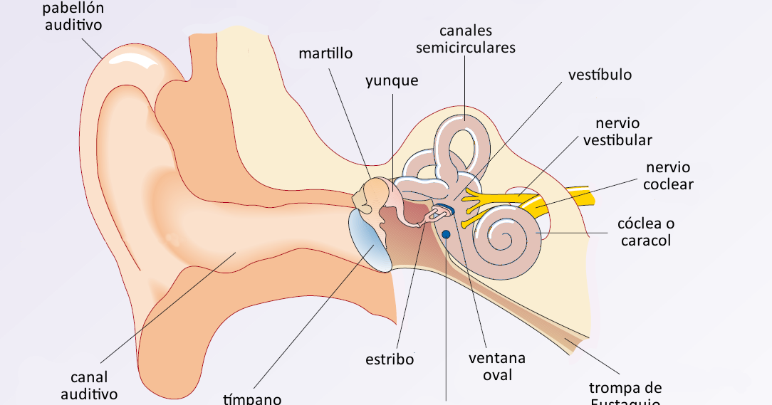 Acústica Musical: Capítulo 12. Fisiología de la audición