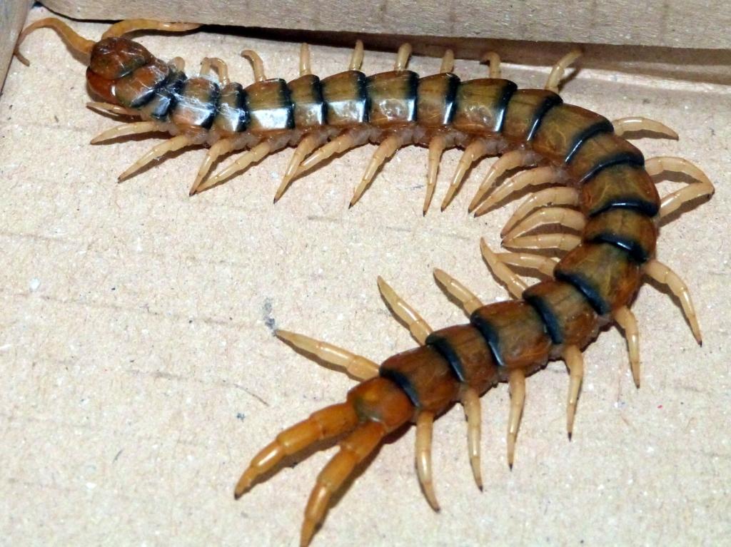 Taxonomía Visu: Phylum Arthropoda Clases Chilopoda, Diplopoda y Maxillopoda