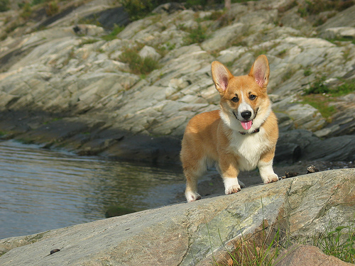 Corgi Galés tipo Pembroke ~ R3 Pets