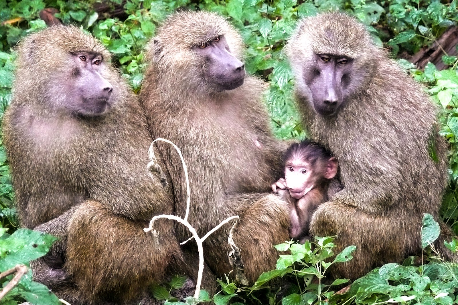 photoscope: Wildlife: Interaction of Mum's and Babies