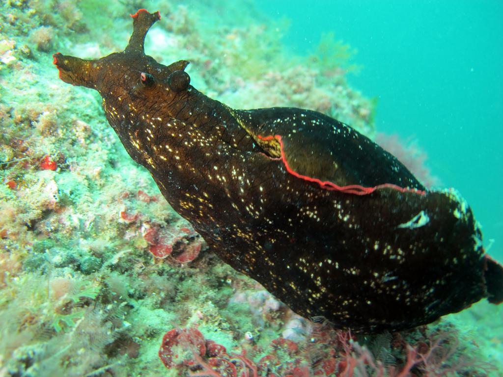 Artes de Pesca: MOLUSCOS GASTERÓPODOS