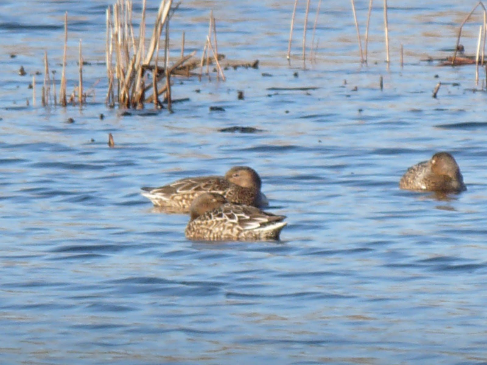 Wild and Wonderful: Beautiful Birds (17): Ducks at Oxwich