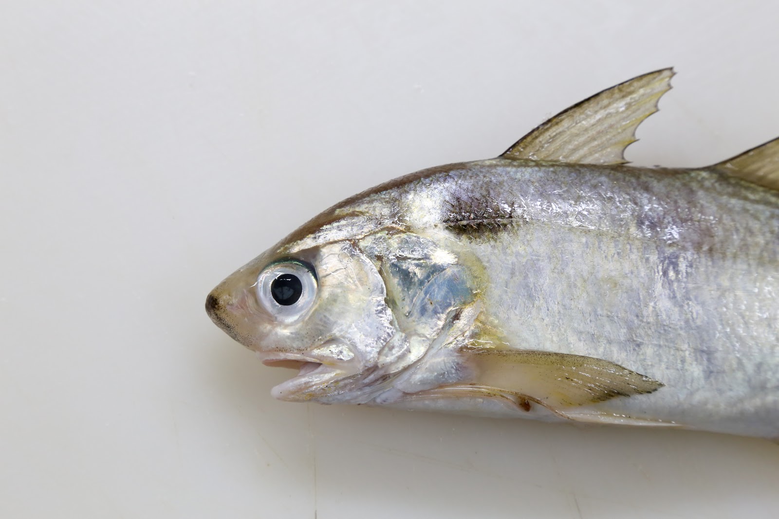 德先生魚筆記: 六指多指馬鮁