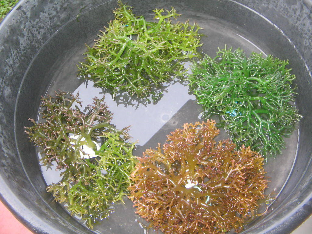 A.A.S TANZANIA : KILIMO CHA MWANI