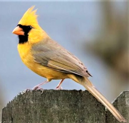 BARRY the BIRDER: Yellow Cardinal