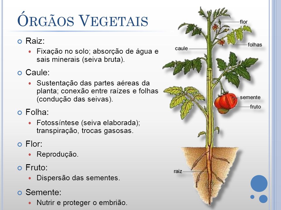 Labinfo CEF 20 : REINO VEGETAL - Profª Adriana Guimarães