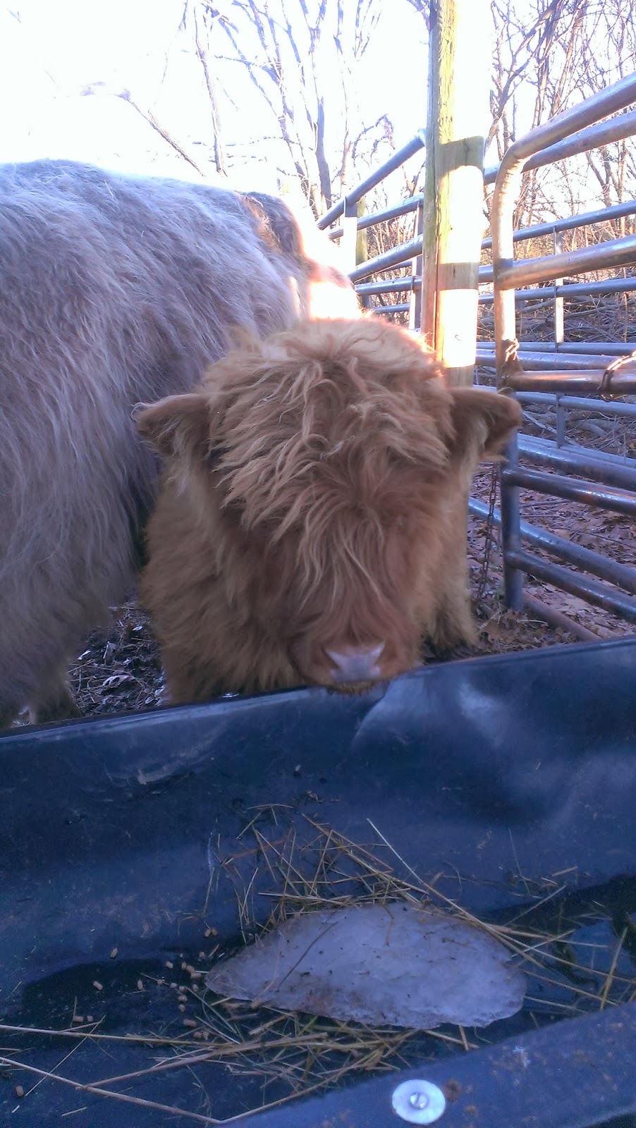 Our Journey: Fuzzy Cows!!