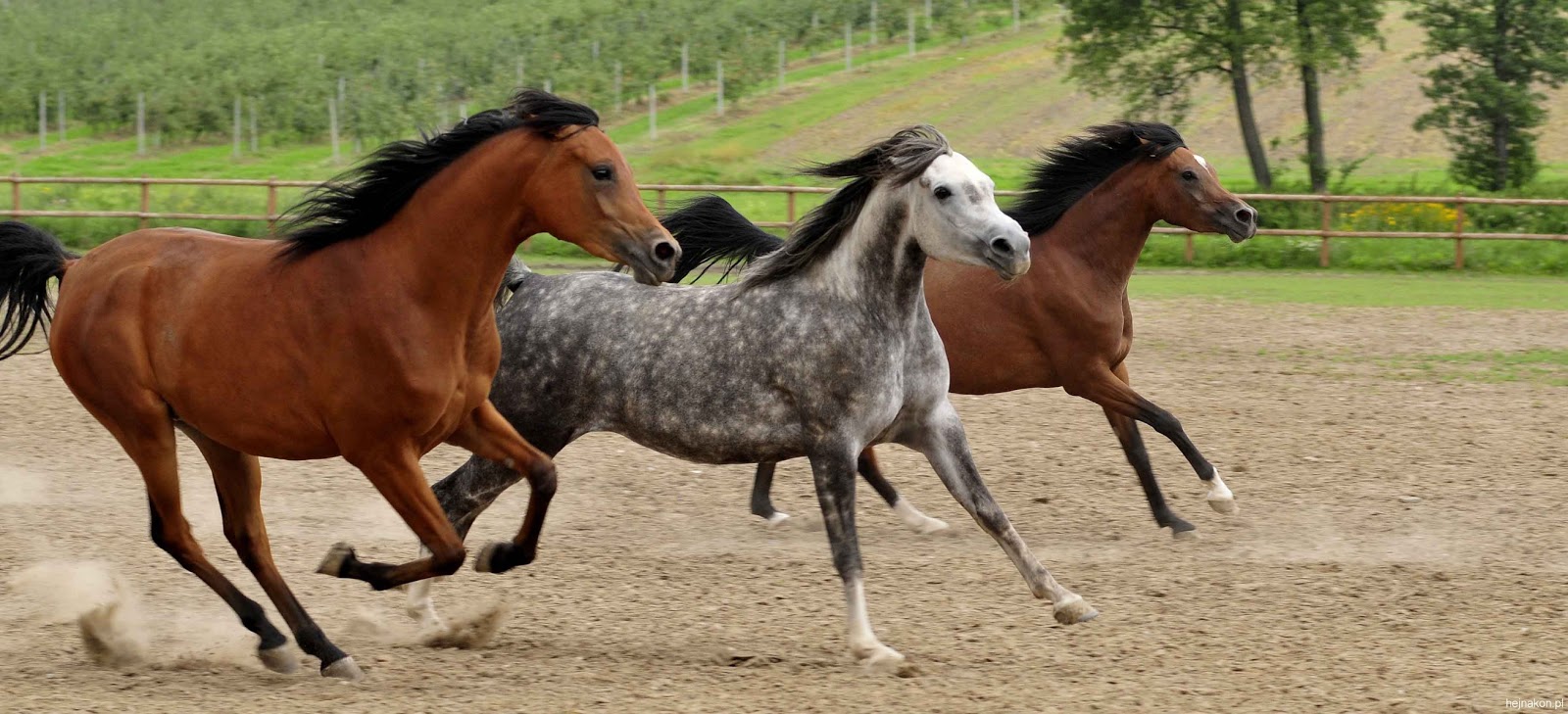,,Bo najpiękniejsze na świecie są konie ": Rasy koni