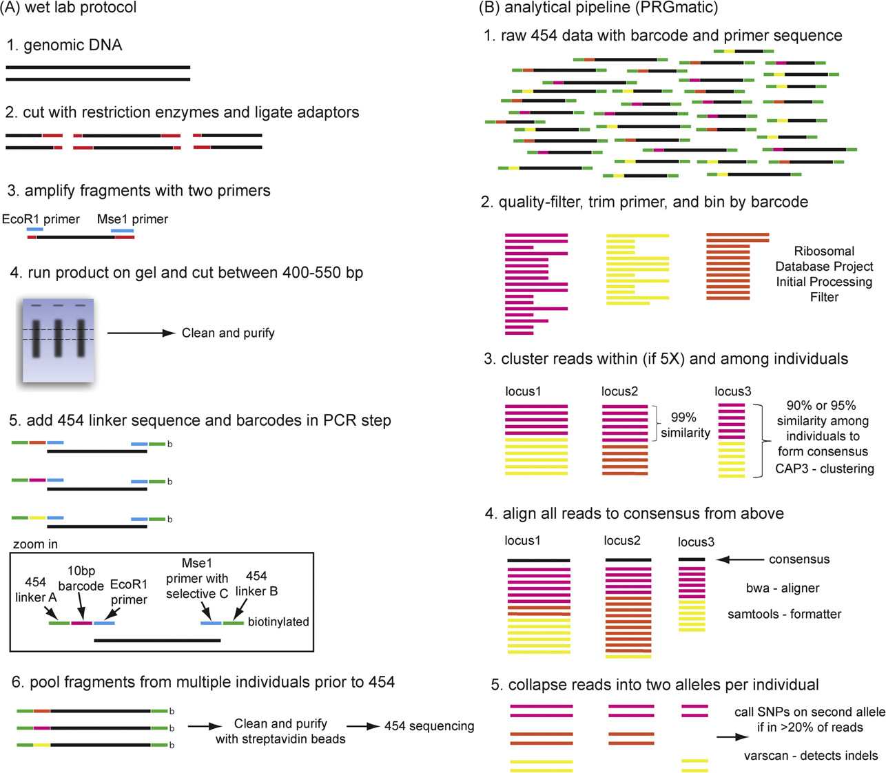 Geographia & Genesis: RAD-seq for Next-Generation Phylogenetics