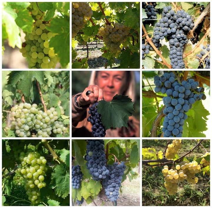 9 vitigni autoctoni italiani sconosciuti ai più – Wine Blog Roll – Il ...