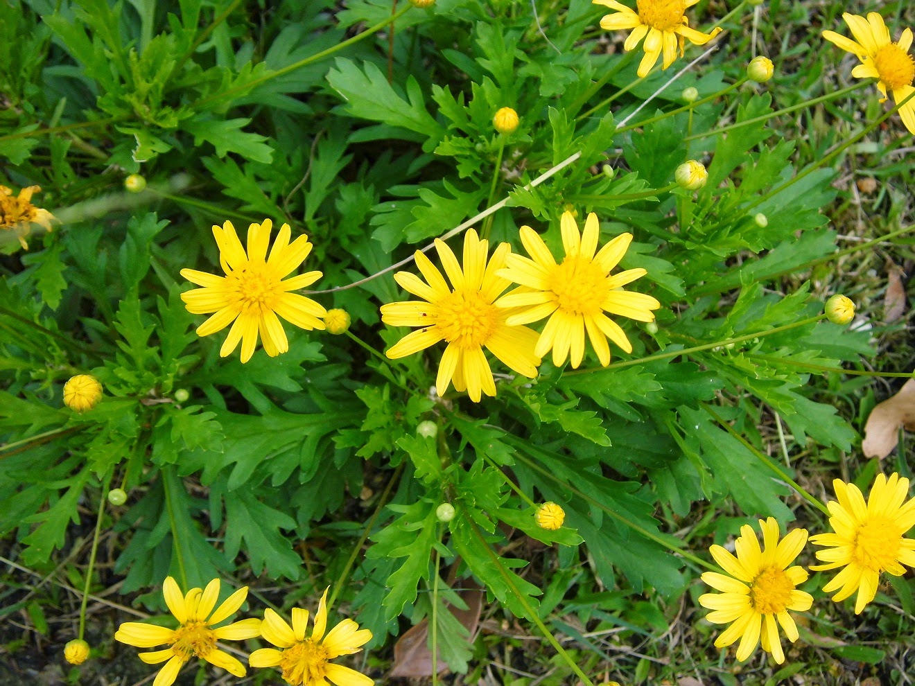 Chrysanthemum Indicum Flowers Gallery