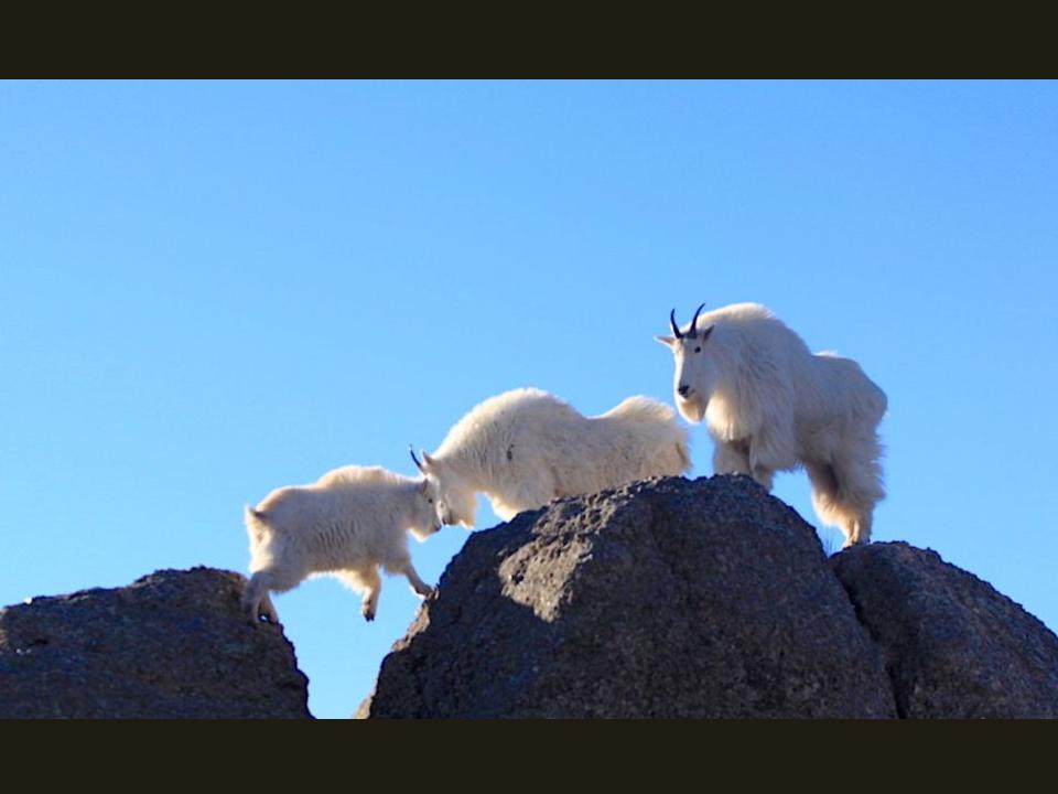 CLASA NOASTRĂ: [ FOTO ] CAPRA DE MUNTE