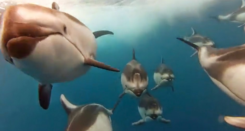 Swimming with Wild Dolphins | The Ark In Space