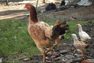 BLOG SUTARNO: PERKEMBANGBIAKAN AYAM