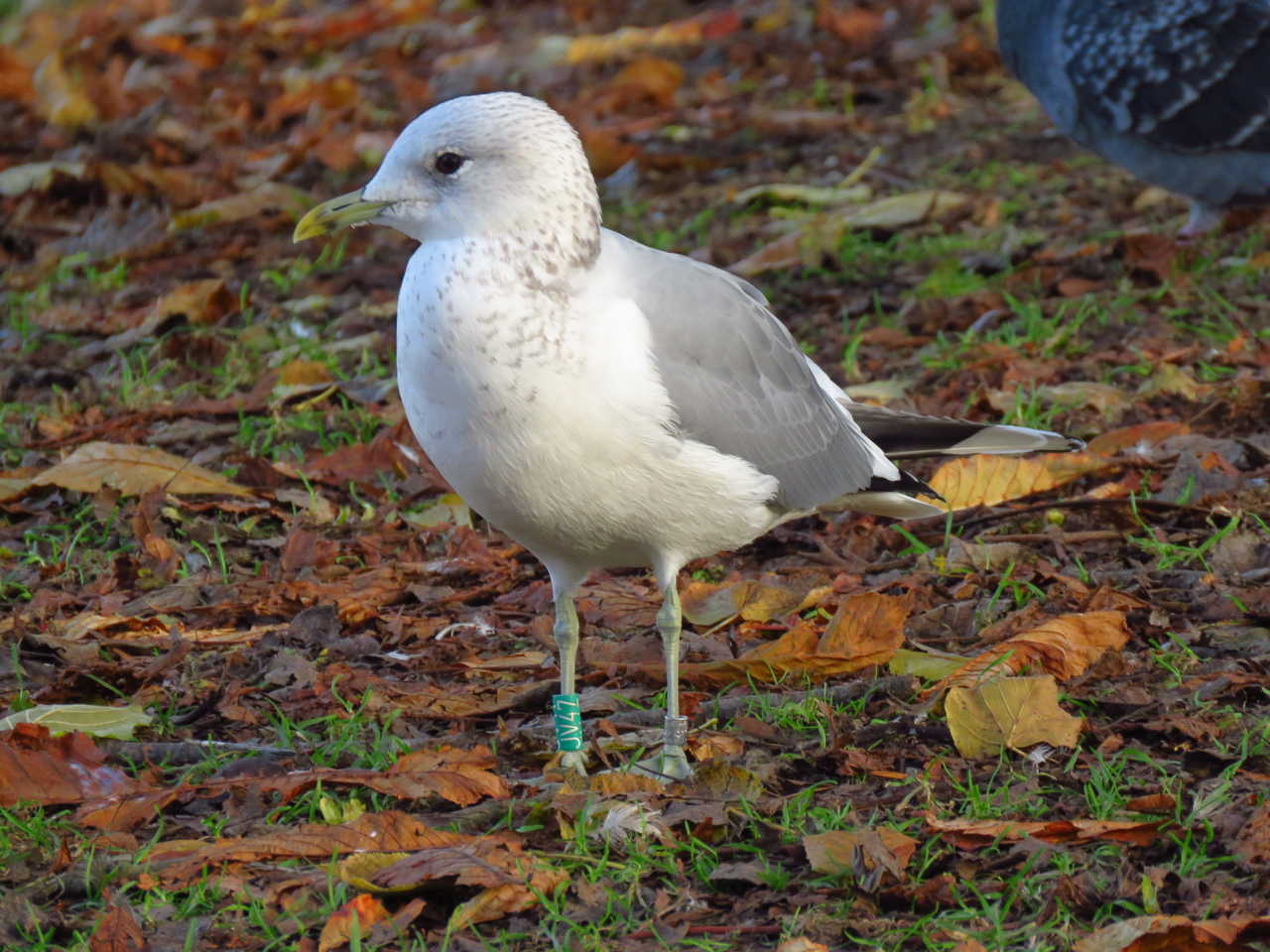 The Rattling Crow: Ringed Common Gull