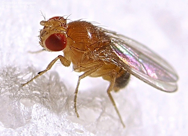 Mosca del vinagre o mosca de la fruta (Drosophila melanogaster)