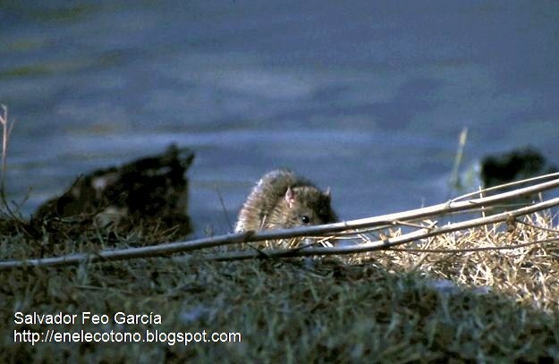 En el ecotono: Ratas