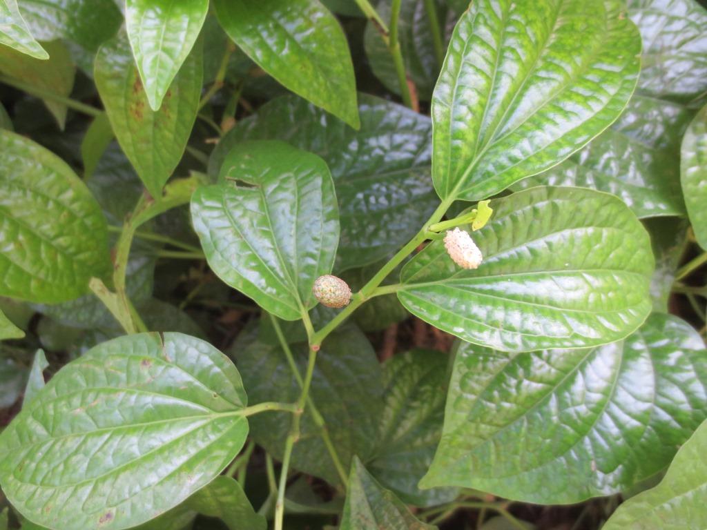 තිප්පිලි [Tippili] (Piper longum) ~ අපේ ඔසුපැළ Medicinal Plants of Sri ...