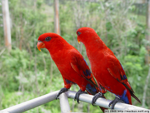 HD Animals: red parrot bird