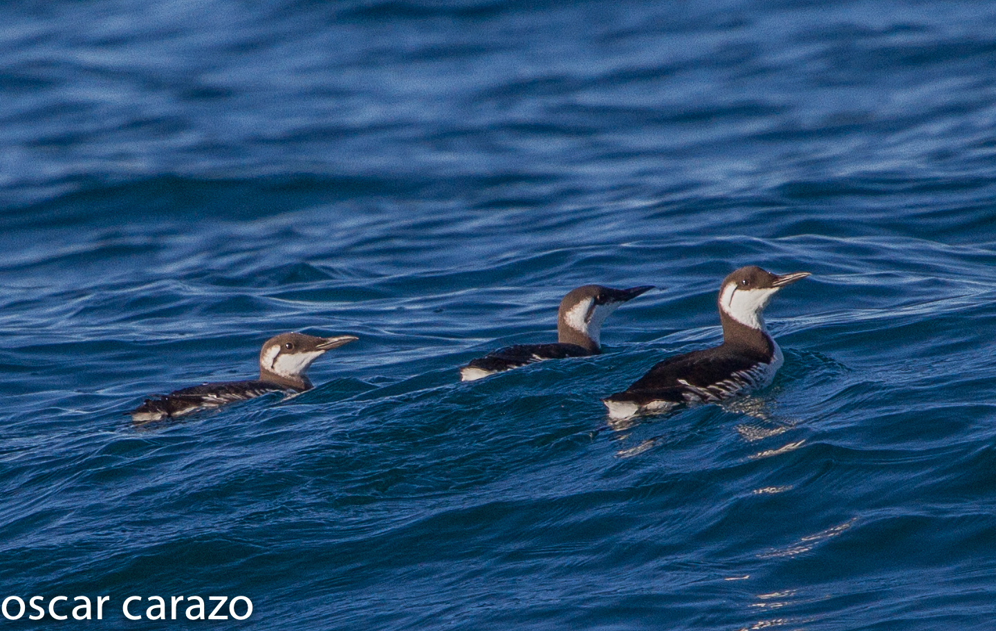 AVESANTURTZI: MARINAS CON LURGAIA II (PAGALO GRANDE Y ARAO)