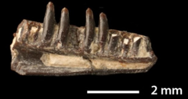 Variety of Life: Lepidosauria