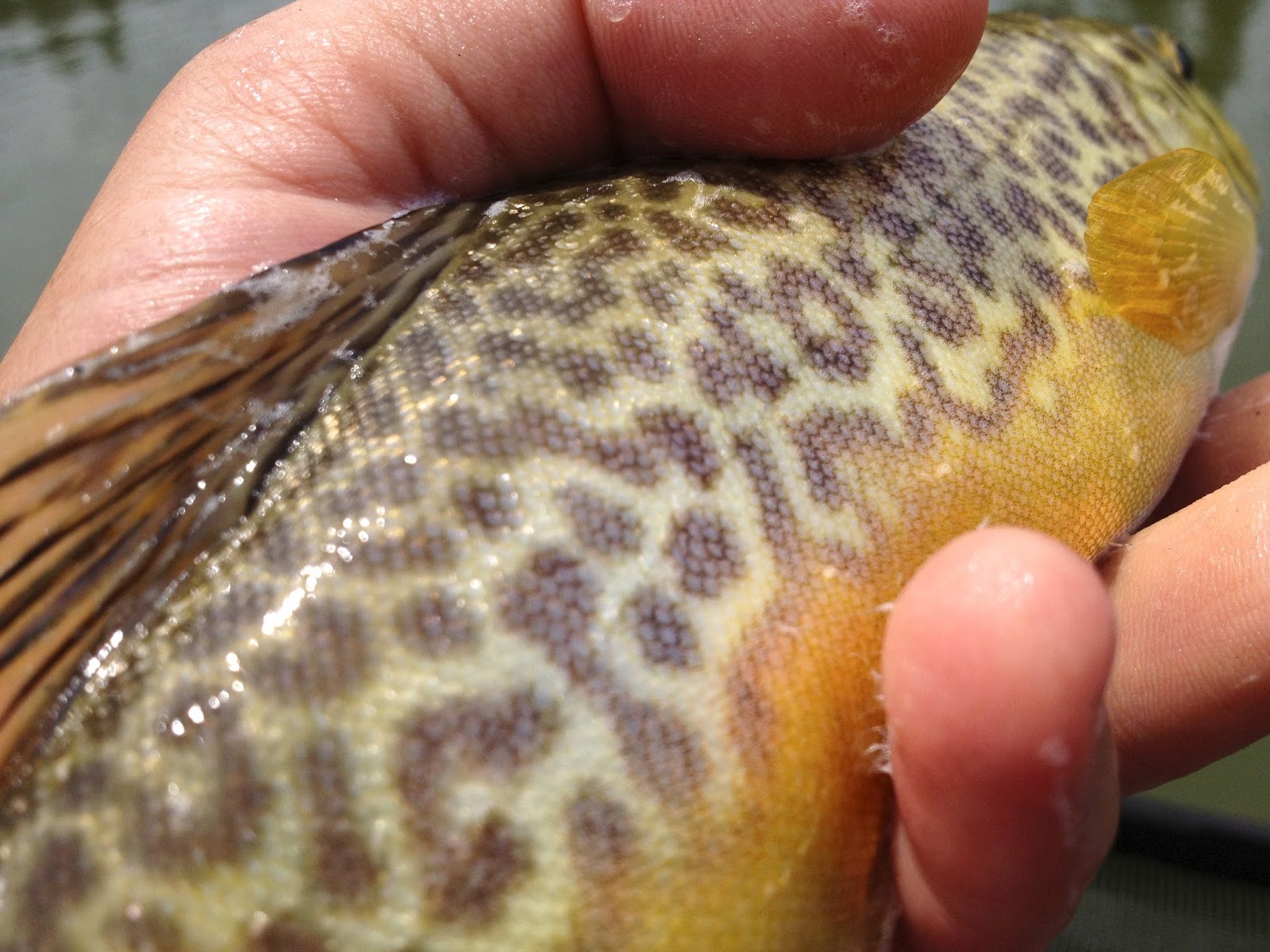 Troutings: Tiger trout in Colorado!