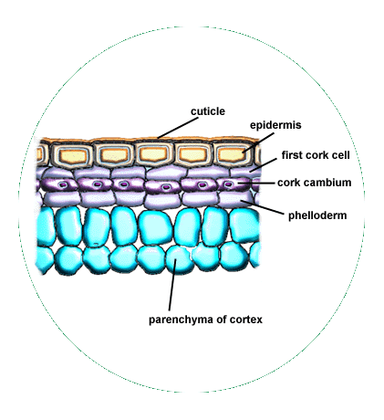 Defence Mechanism in Plants- Phase I