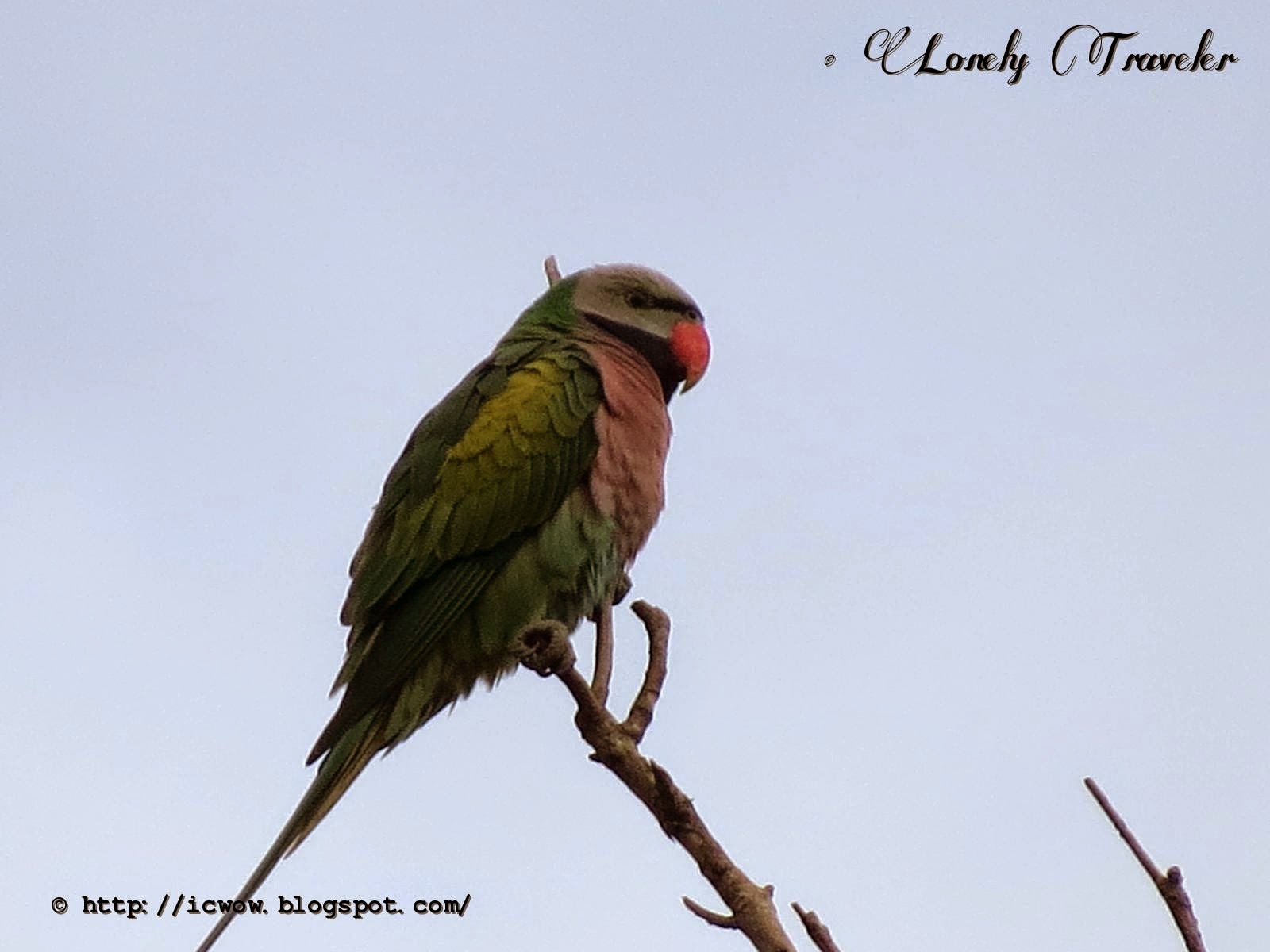 Red-breasted parakeet - Psittacula alexandri
