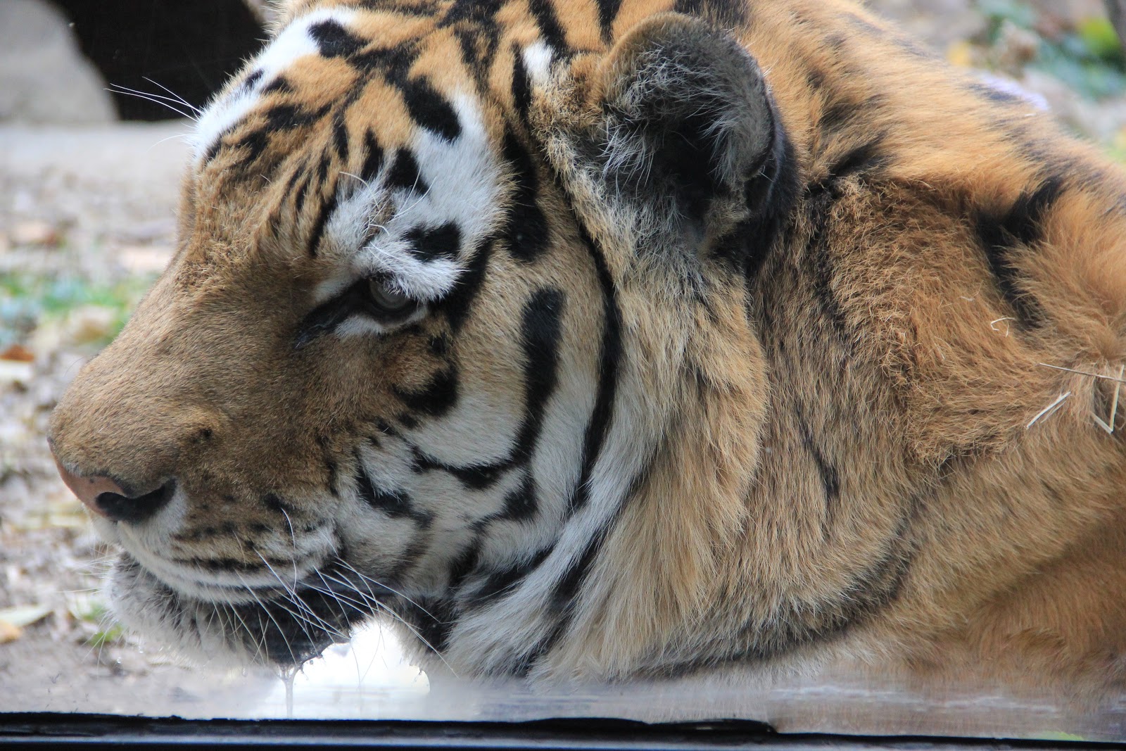 Terry Spear's Blog - Tigers, Vampires, Jaguars, Oh My! - February 09 ...