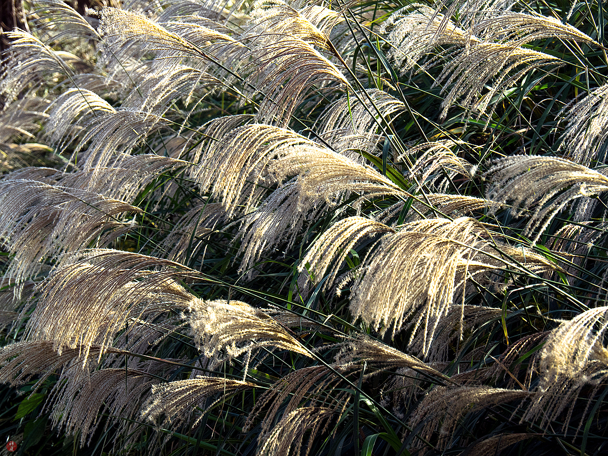 FROM THE GARDEN OF ZEN: Susuki (Japanese plume grass): Kita-kamakura