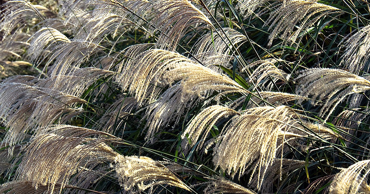 FROM THE GARDEN OF ZEN: Susuki (Japanese plume grass): Kita-kamakura