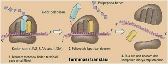 TRY OUT SUBSTANSI GENETIK | Materi dan Soal Biologi