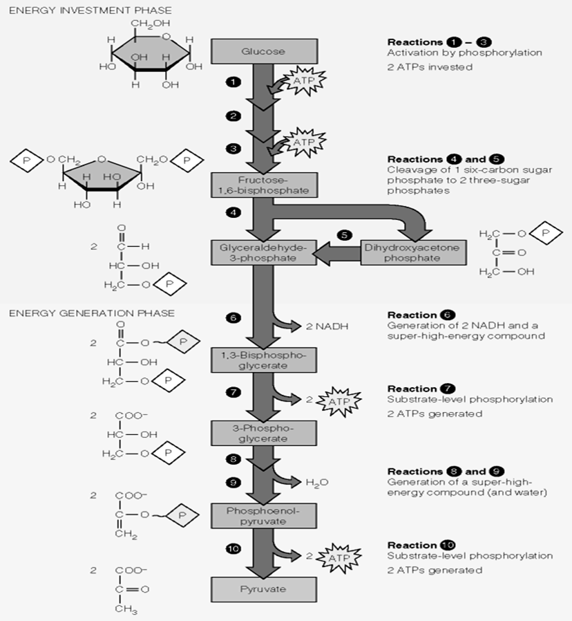 Penjelasan Tentang Katabolisme Karbohidrat, Protein, dan lemak serta ...