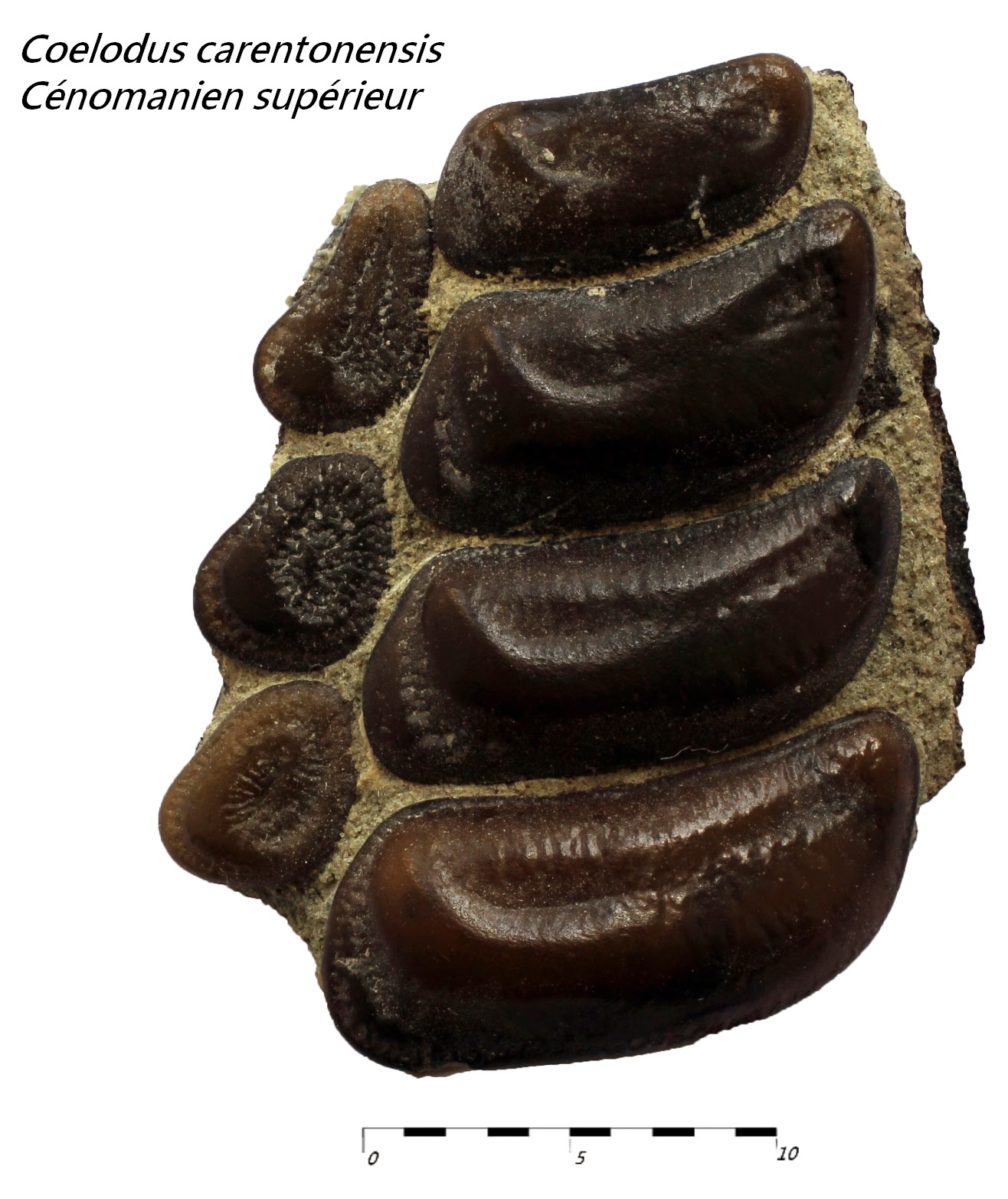 GeoBierzo fósiles y minerales : PECES PICNODONTES