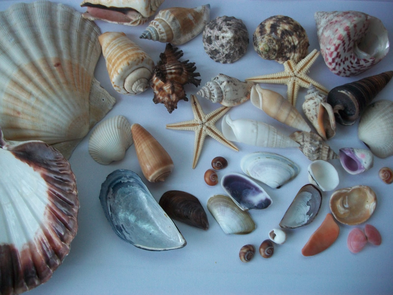 Arta Colectionarului: Natura...Cel Mai Bun Designer - Scoici,Melci