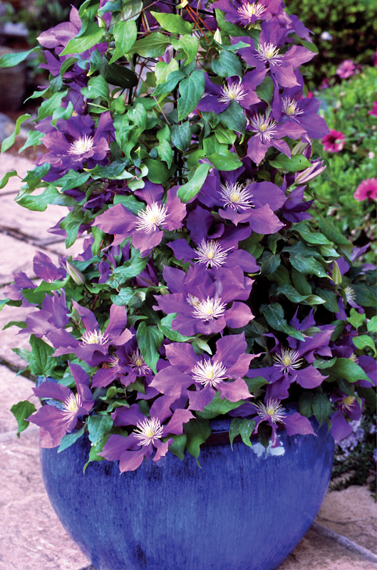 Barbara's Garden Chronicles: New Plants from Loblaw