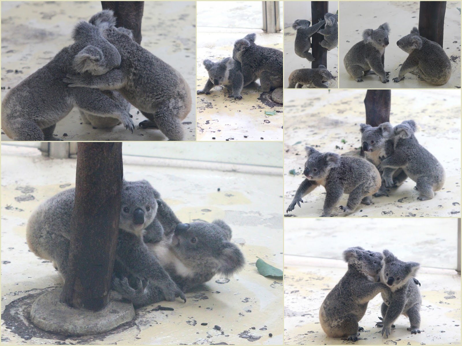 Koala Zone @Chimelong Safari Park, Panyu District