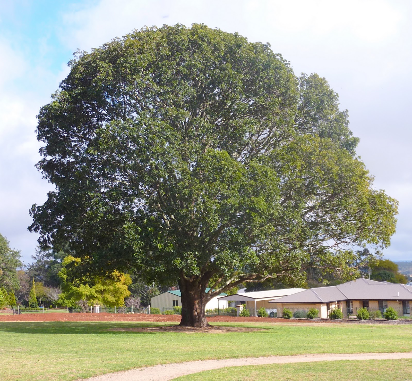 Friends of Peacehaven Botanic Park Inc.: Crows Ash