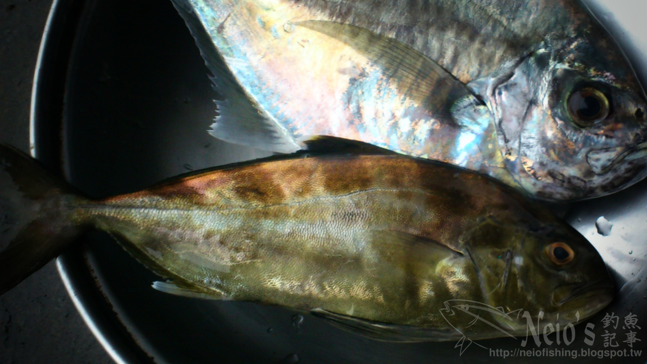 漁獲集郵簿 - Neio's fishing notes