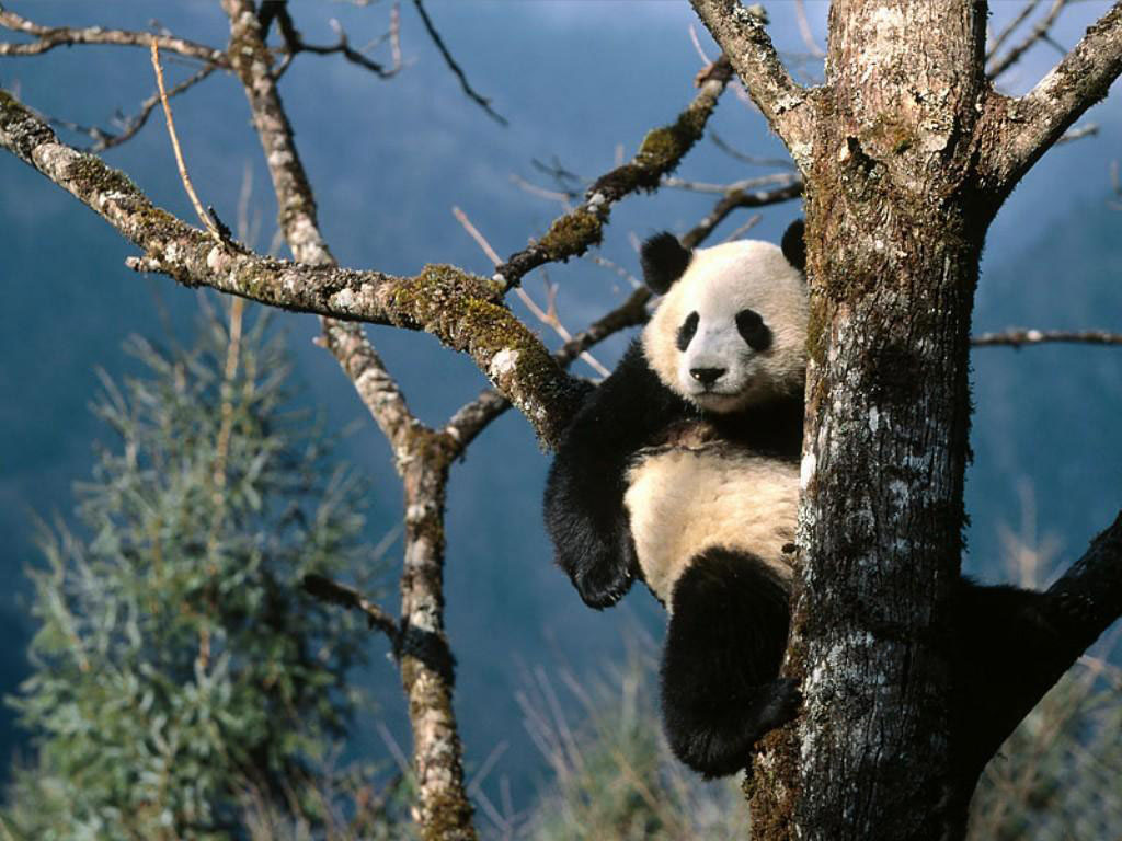 Todo Sobre Pandas: ¡TODO SOBRE PANDAS!
