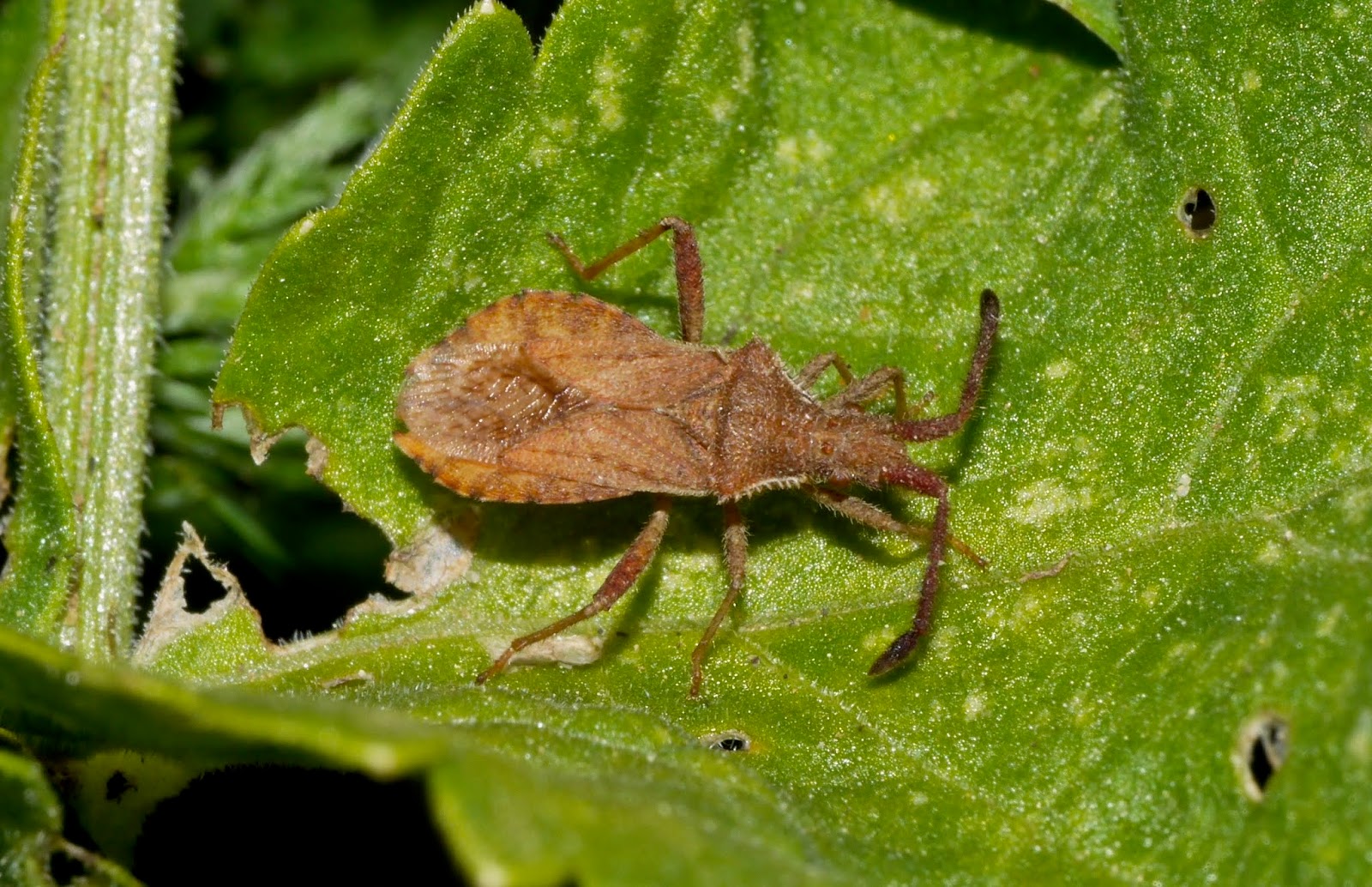 Northwest Norfolk Naturalists: Two sawflies, a leather bug and a ...