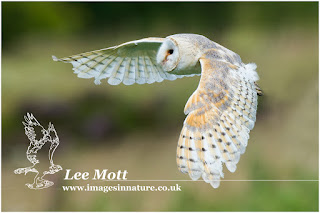 Lee Mott Photography