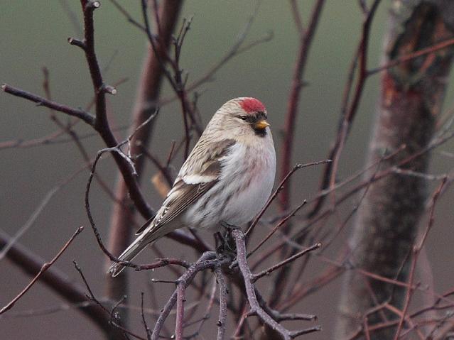 North East Birder Ramlings: 1st winter male Coues' Arctic Redpoll - Not ...