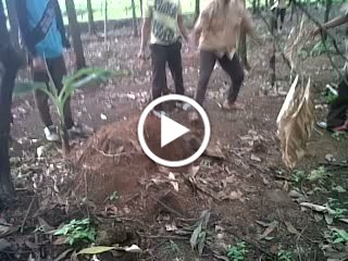 Peternakan YES!!!: Khasiat dan manfaat ratu laron/rayap