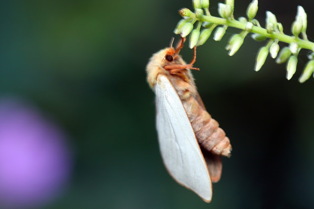 JJ's Photographic nature blog: A sting in the tail...